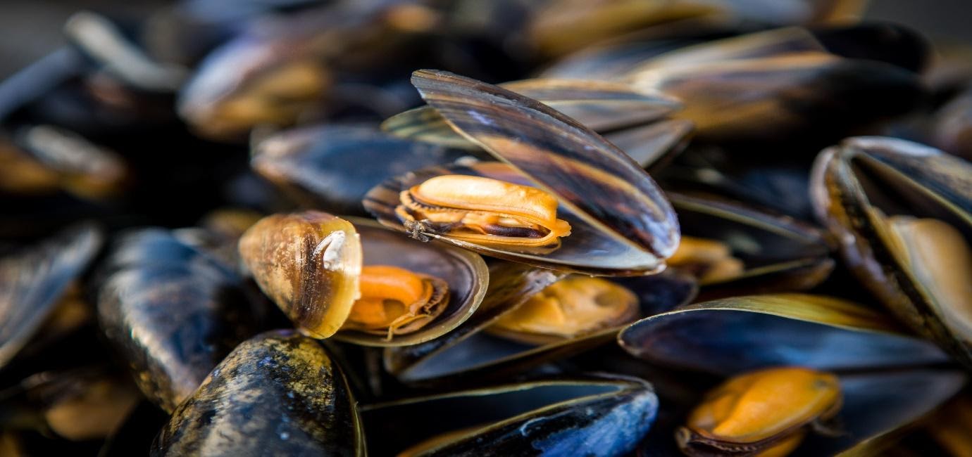 BIM - Marine Stewardship Council – Ireland Bottom Grown Mussel and ...