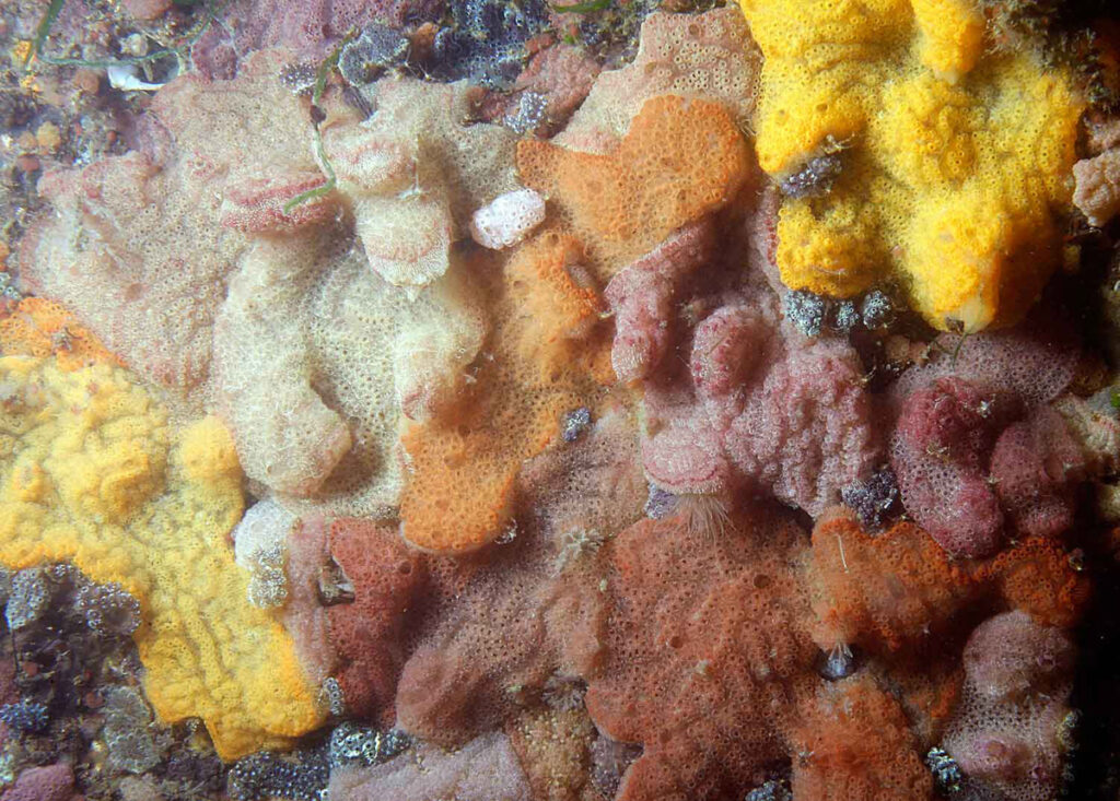 BIM - Invasive Alien Species