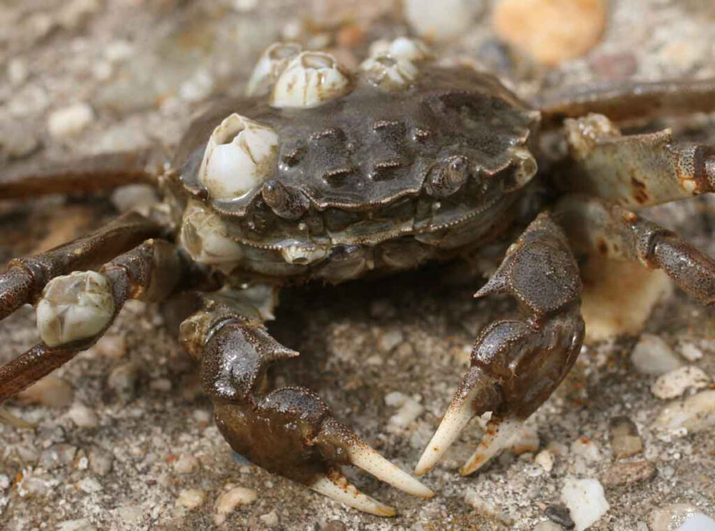 BIM - Invasive Alien Species