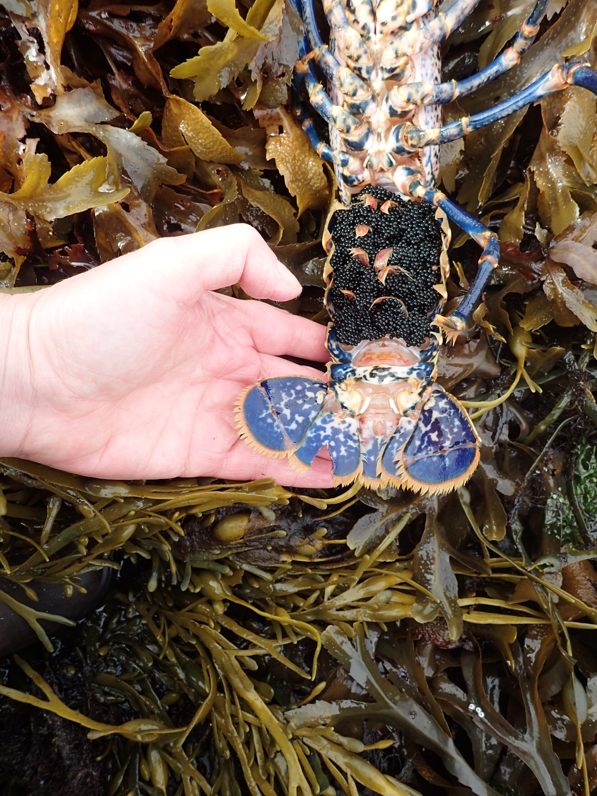 BIM - More than 40,000 lobsters v-notched in Ireland 2022 – highest on ...