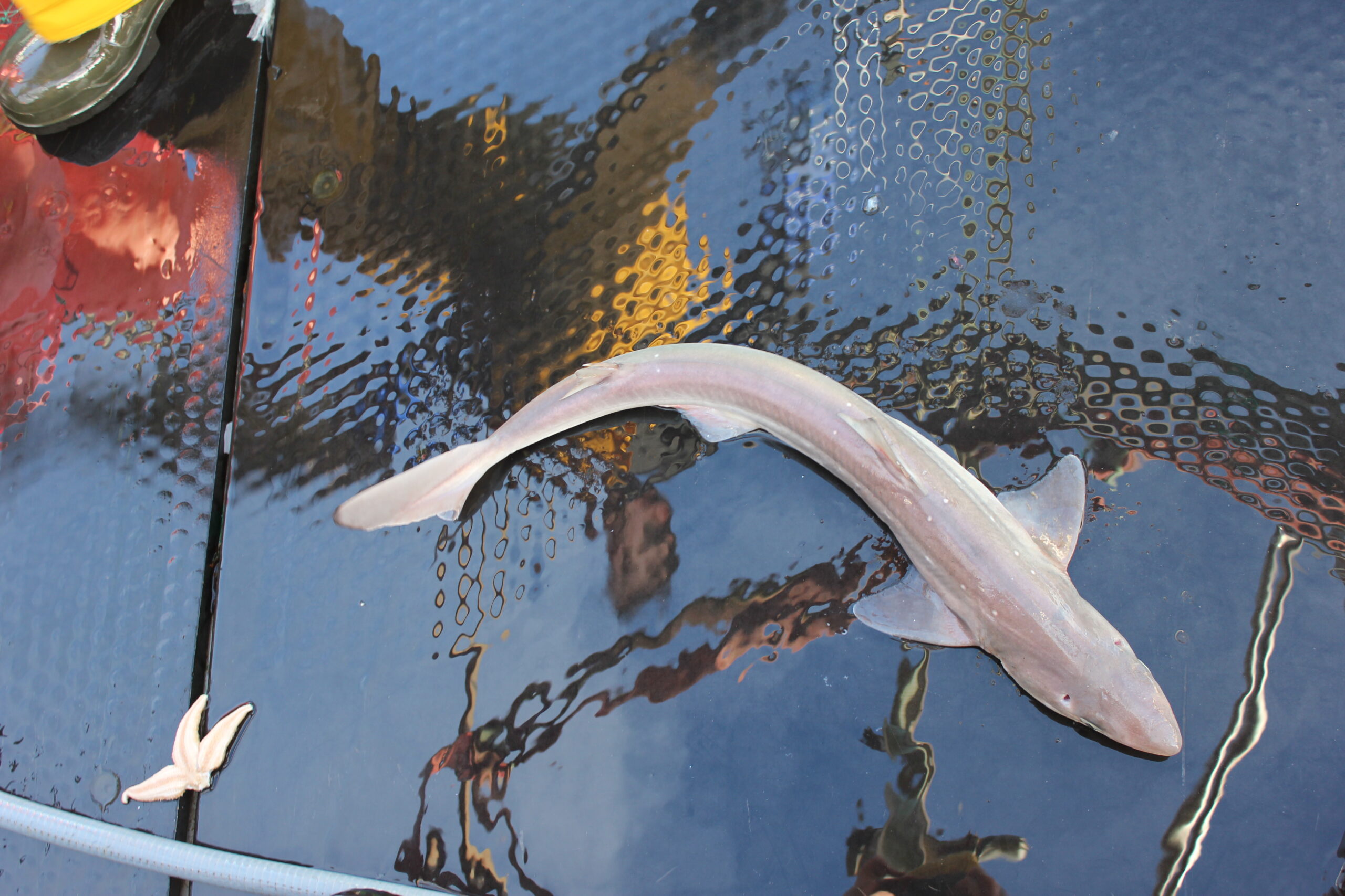 BIM - Progress report on spurdog survivability