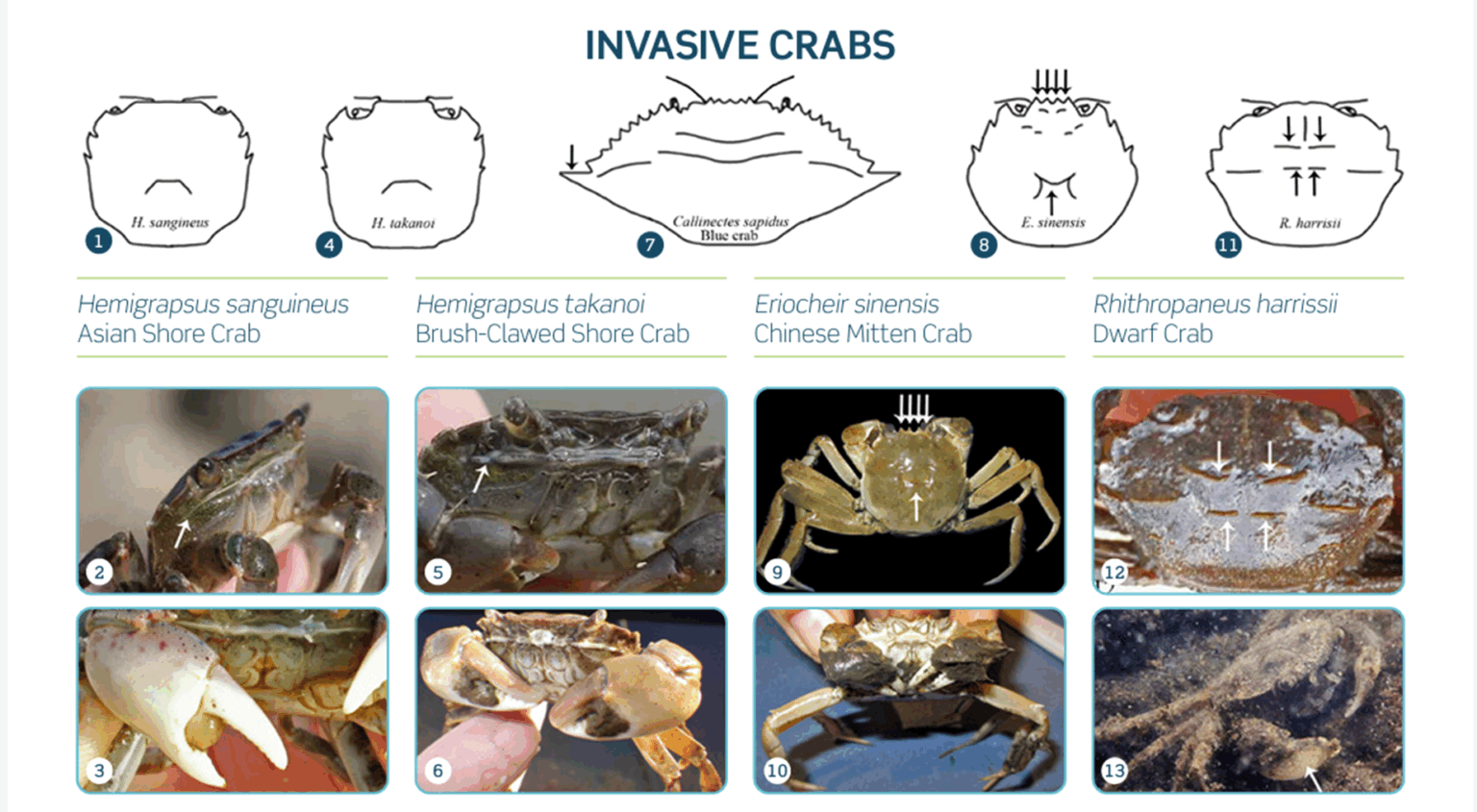 BIM - New resource for aquaculture sector: invasive species ID cards